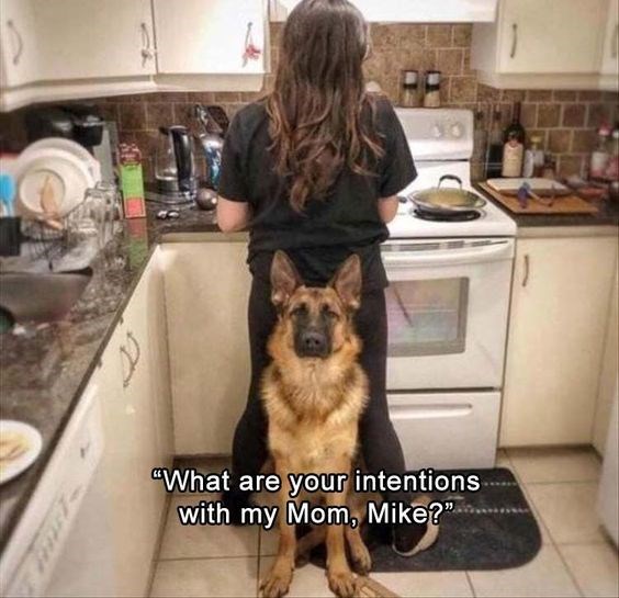25 Goofy Memes Of German Shepherds That Will Make You Laugh All Day ...