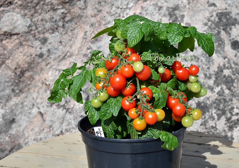 Helenes Tomater: Window Box Red