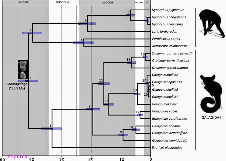 Sciency Thoughts: The origin and diversification of Bushbabies.