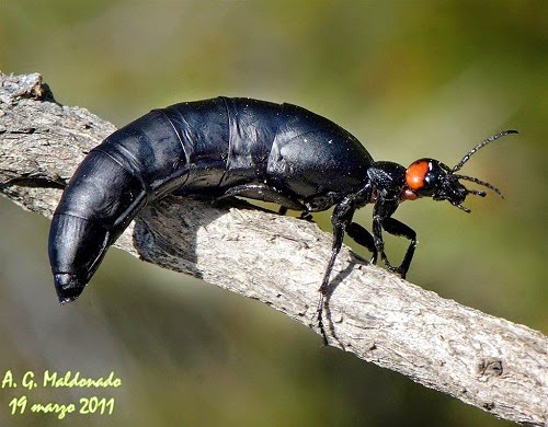 Biodiversidad Costa Granadina y ... (Fauna): Aceitera real ...