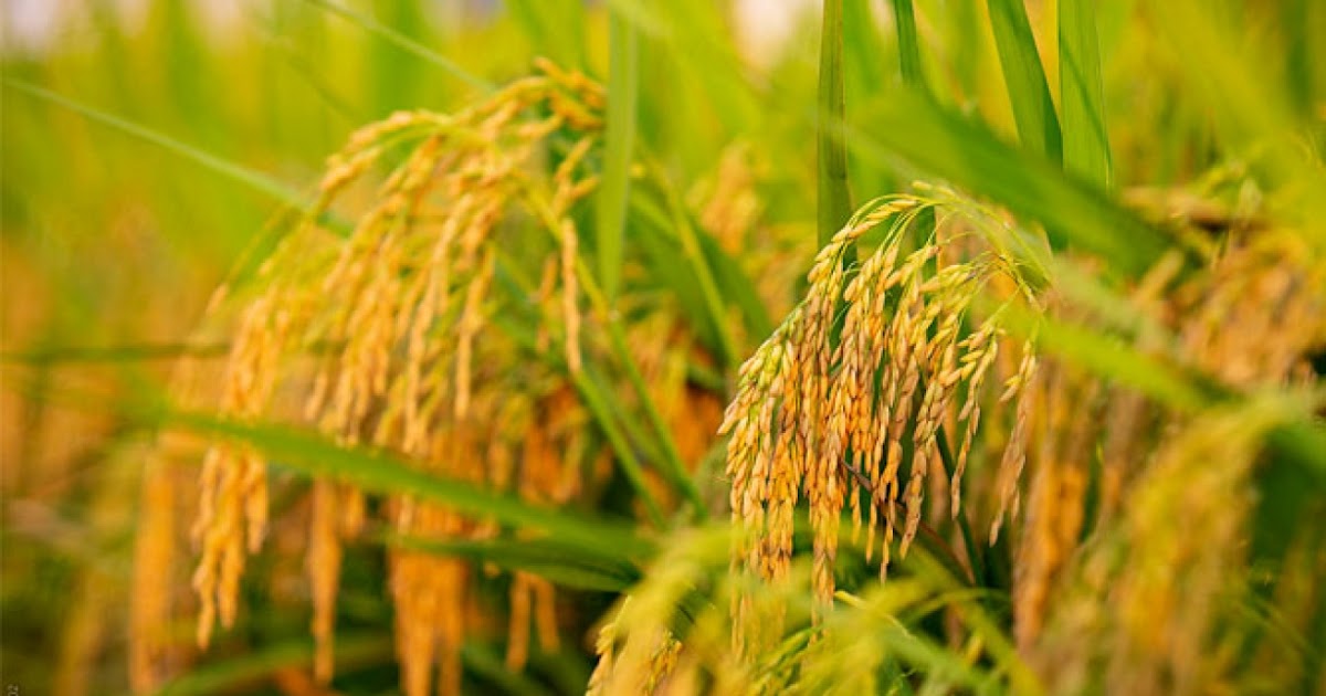 වී වගාව ~ Biosystems Technology - ජෛව පද්ධති තාක්ෂණවේදය