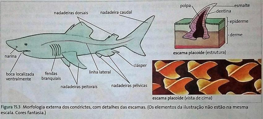 BIOLOGIA PARA A VIDA : SUPER CLASSE PISCES (PEIXES)