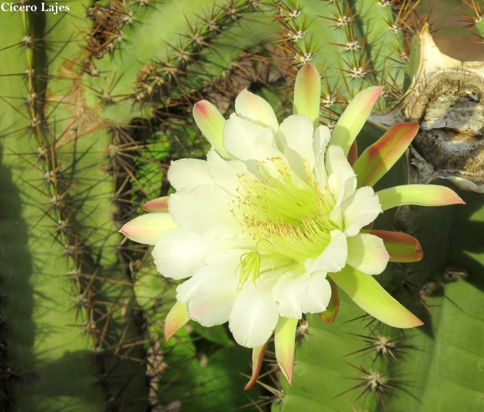 Cícero Lajes: PRESENTE DA NATUREZA: FLOR DO MANDACARU / CARDEIRO