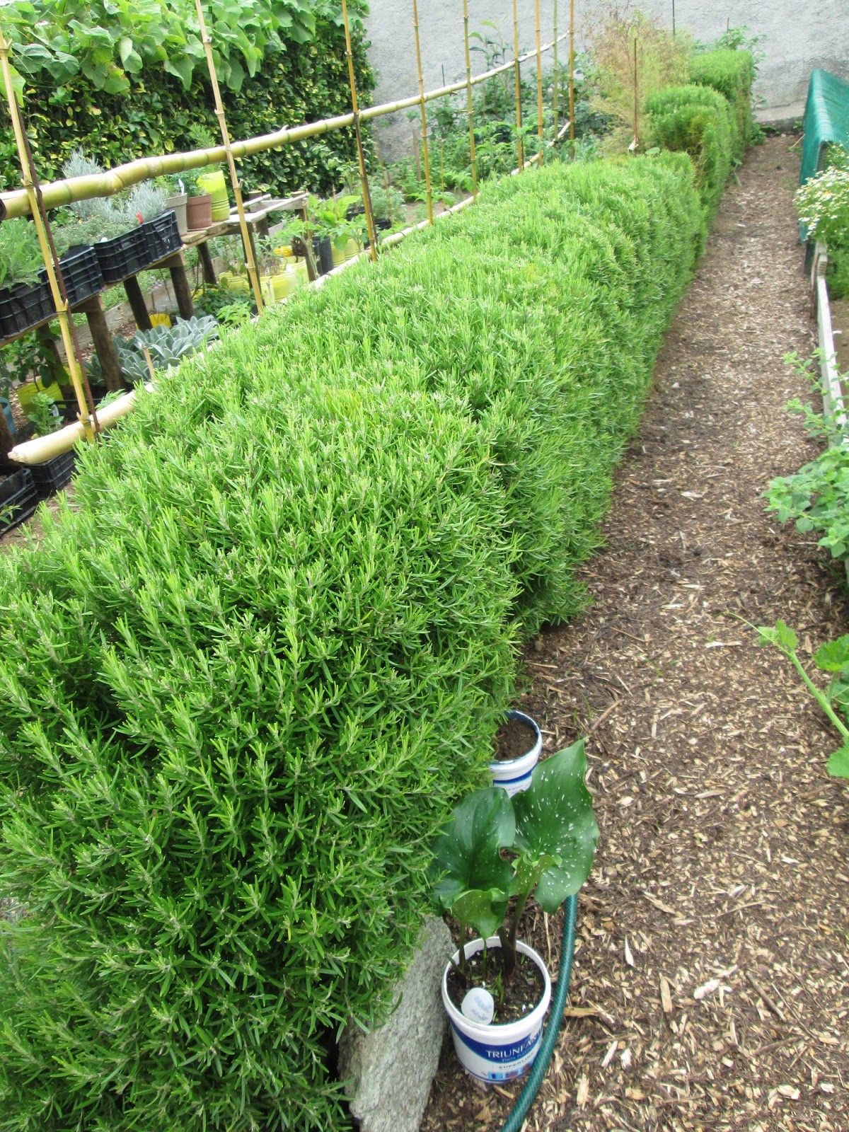 CORES COM ARTE: ALECRIM - EVOLUÇÃO DA SEBE