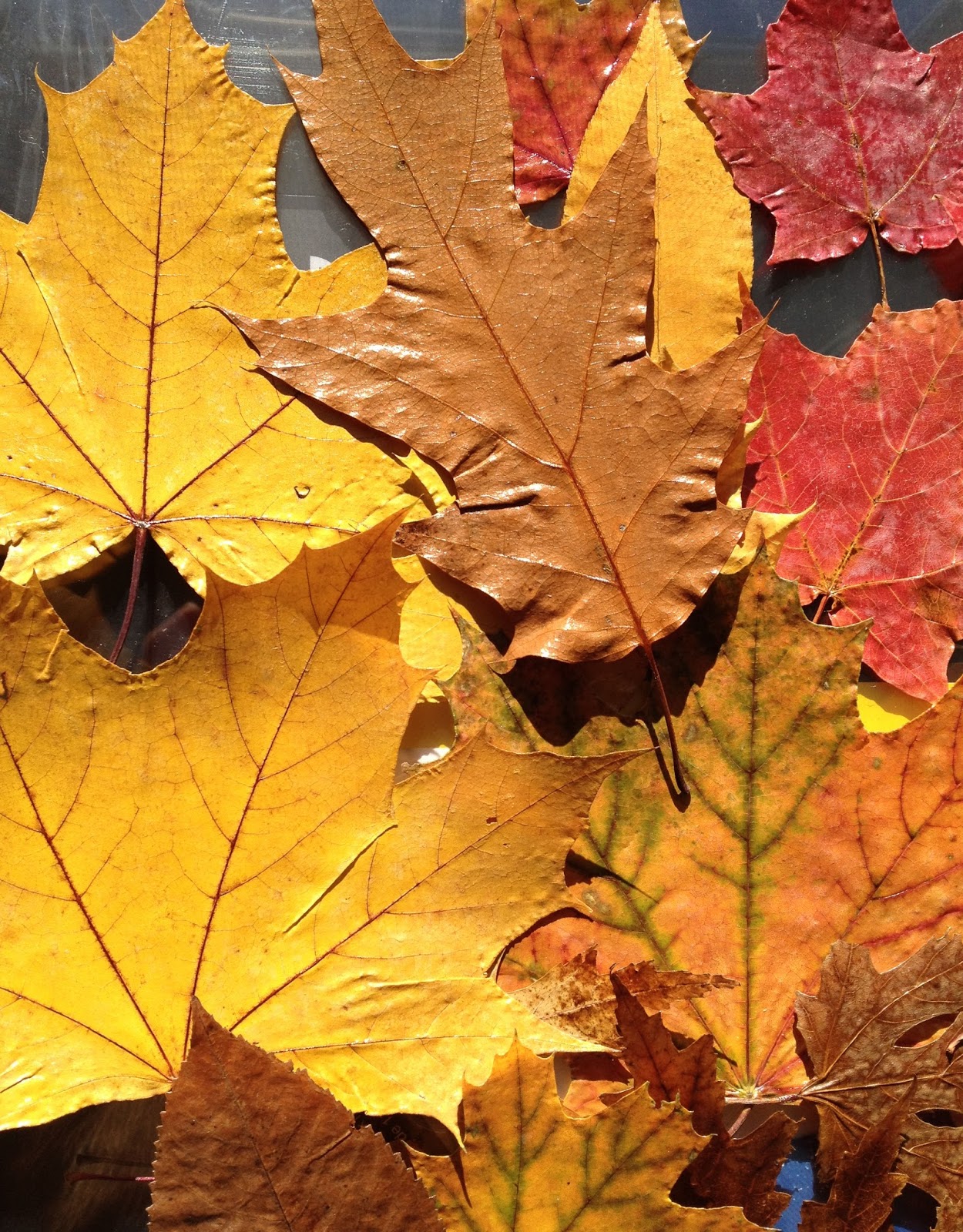 Susan Marie : Preserving & Framing Autumn Leaf Tutorial