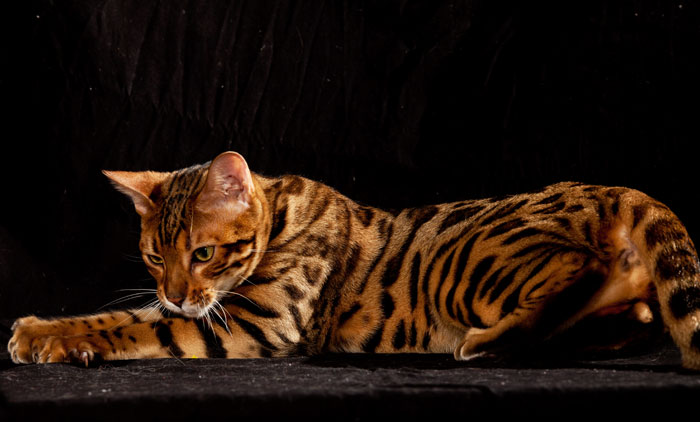 Wildluxury: Om bengalen