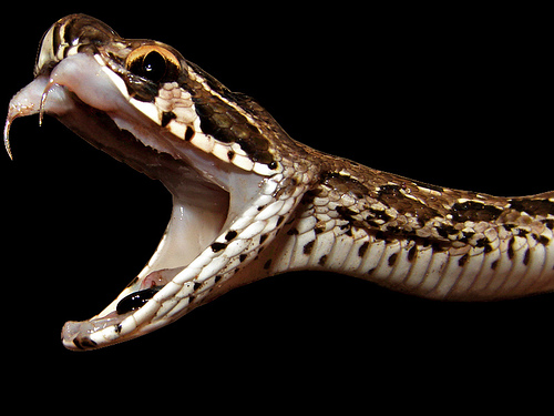 Venomous Knowledge: A Beginner's Guide to Venom