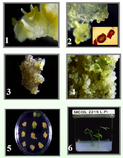 Kultur Kalus dan Suspensi Sel