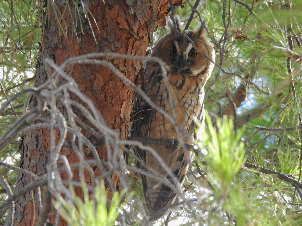 Las Aves del Retiro (sin ir más lejos...): Buho Chico (2)