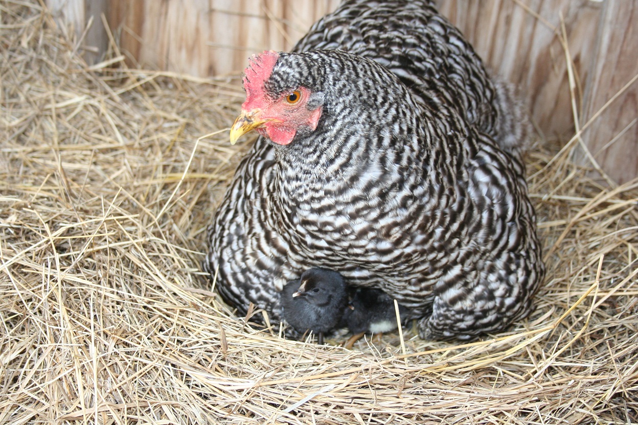 Still Waters Farm Broody Hen
