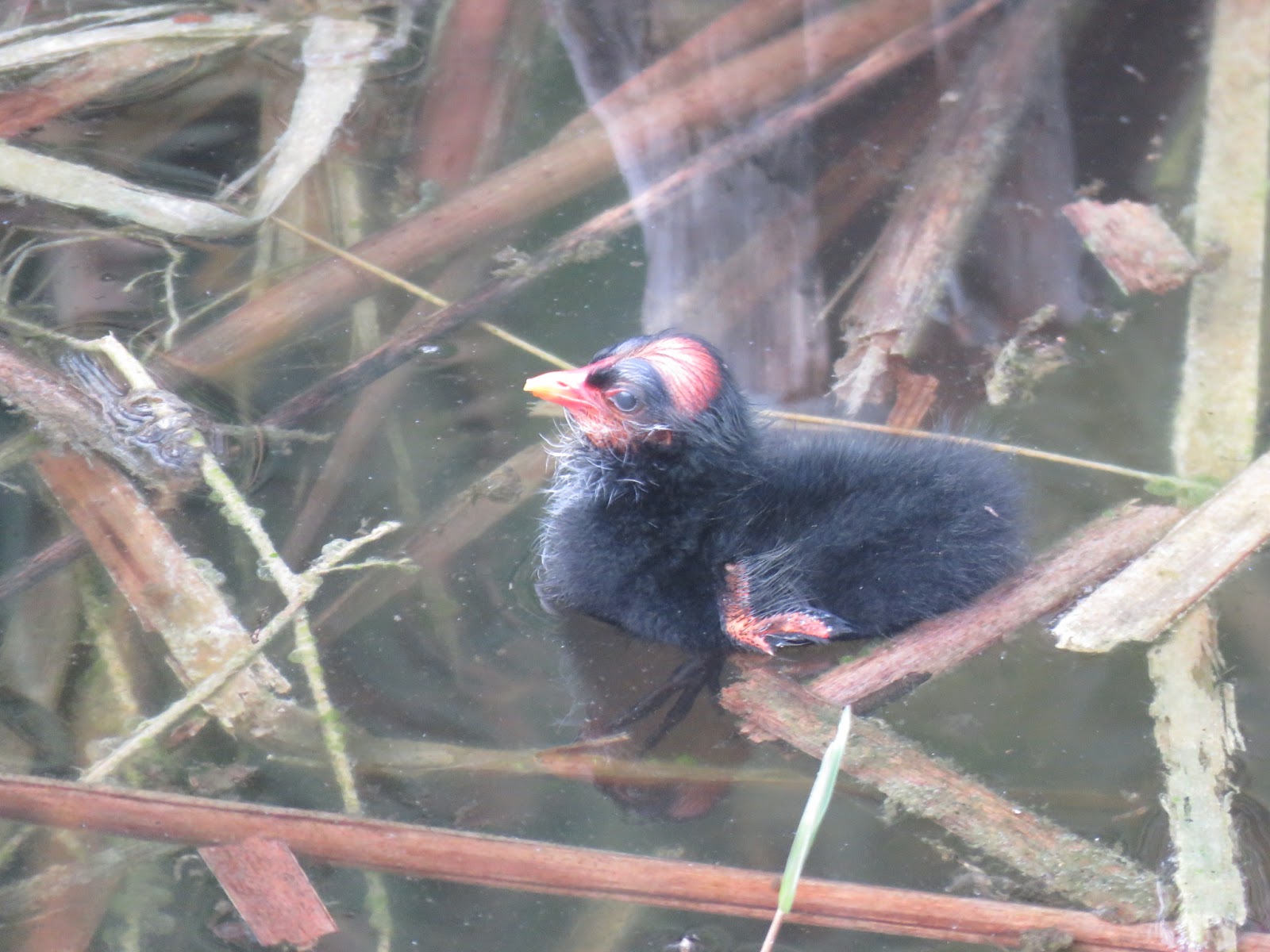 Bird & Travel Photos, Birding Sites, Bird Information: FEMALE COMMON ...