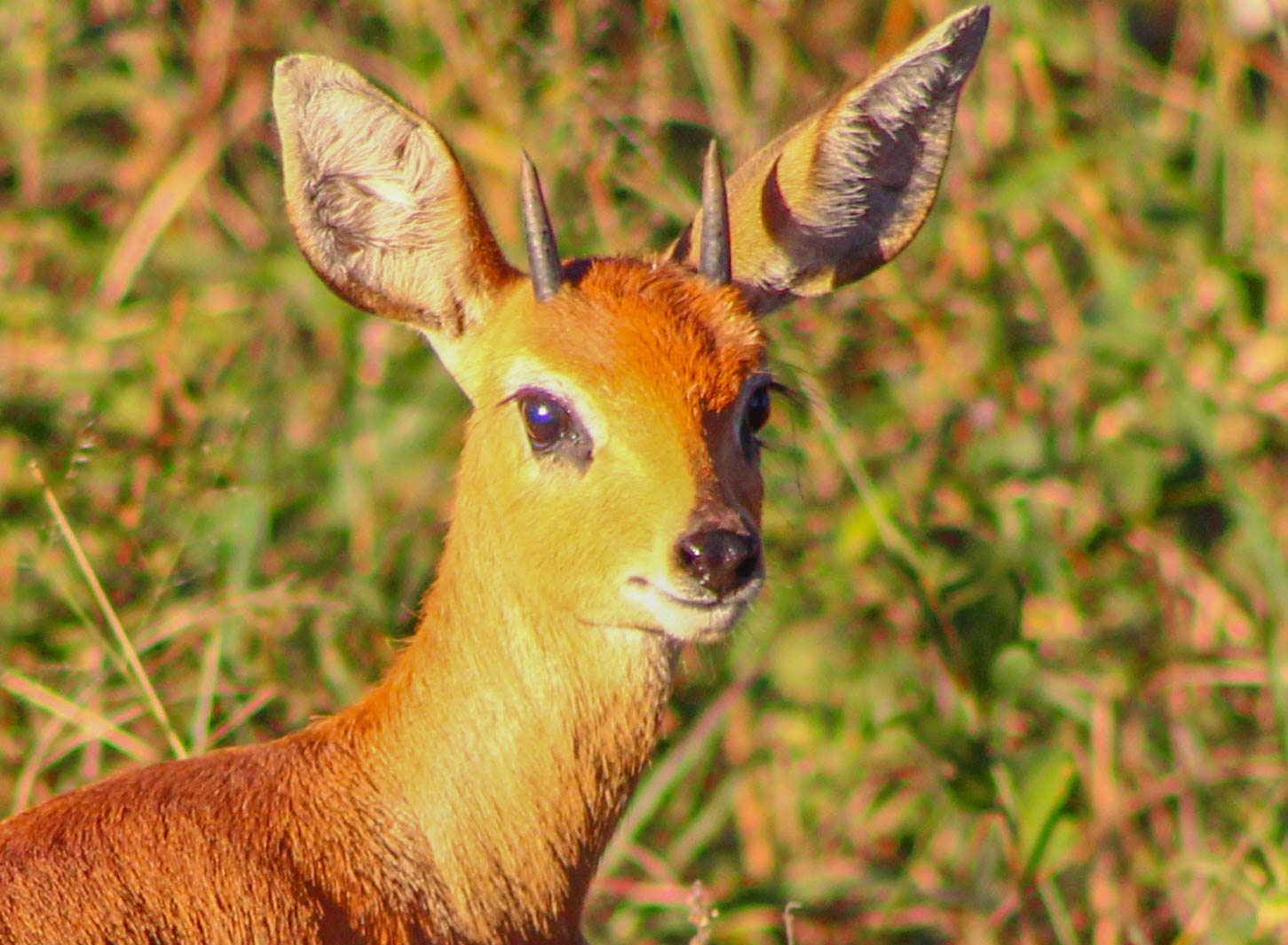 Cannundrums: Steenbok