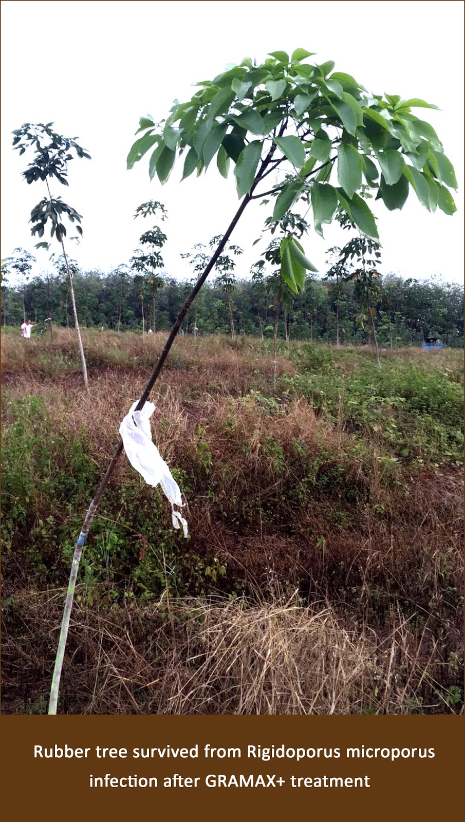 SOIL Energizer: Rubber tree survived from Rigidoporus microporus ...