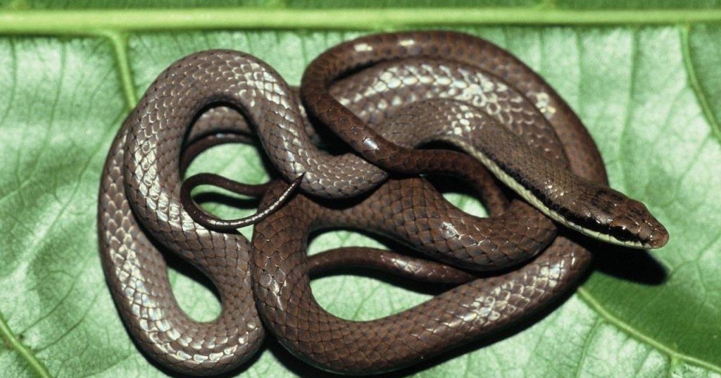 Ular Tanah Kecil Apakah Berbisa Ramphotyphlops Braminus Ular Kawat ...