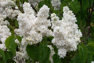 Labeled Syringa Leaf