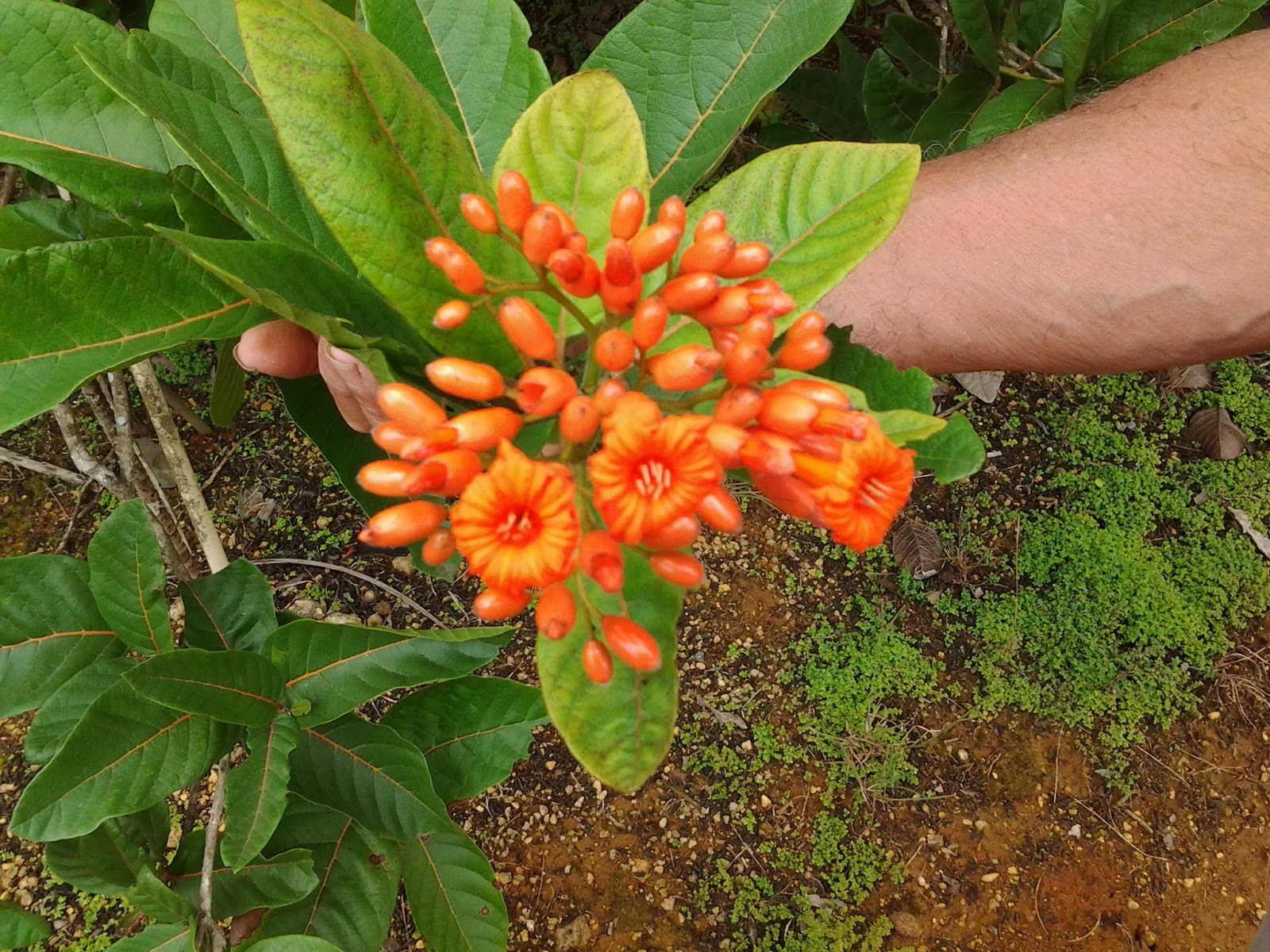 Flora de Puerto Rico Ilustrada Papo Vives: BORAGINACEAE-CORDIA ...