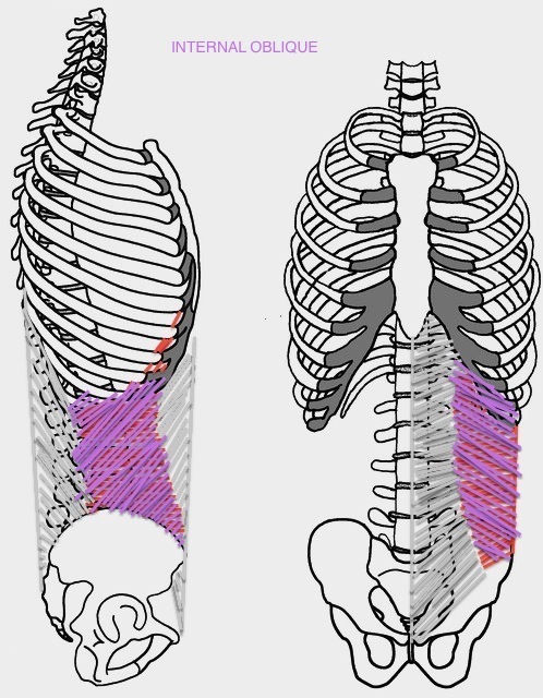 anatomy4fitness: Your abdominals from the inside out