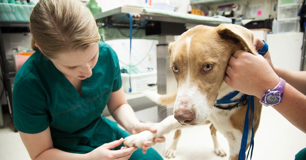 Synevovet - totul despre animalele de companie: Cinci intrebari pe care ...