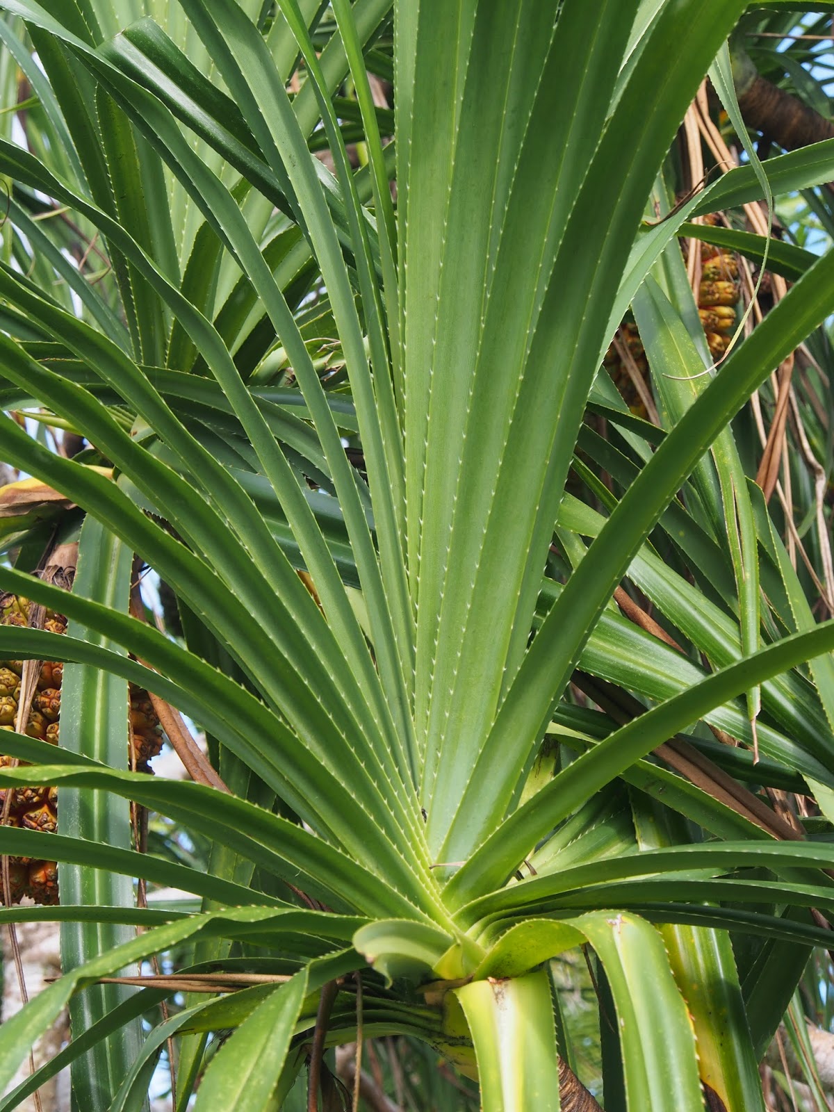 Splash of Yellow: What to see in Baler