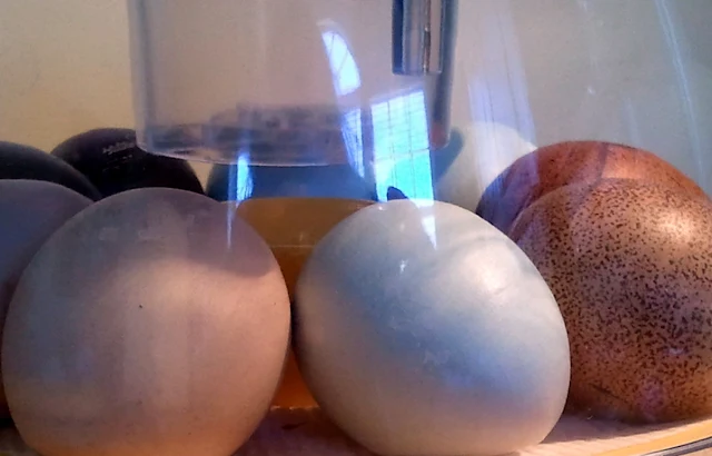 Let's Hatch Chicks! A Day-by-Day Egg Hatching Tutorial - Fresh Eggs ...