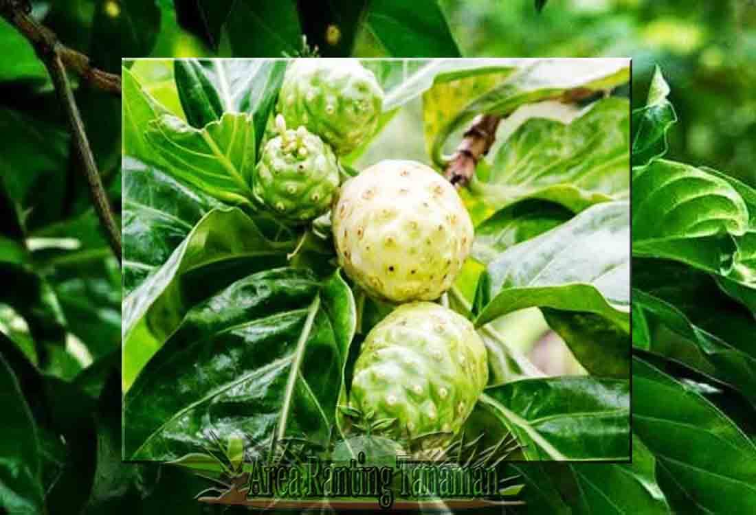Tanaman Mengkudu atau Pace (Morinda citrifolia L.) Tumbuhan Buah ...
