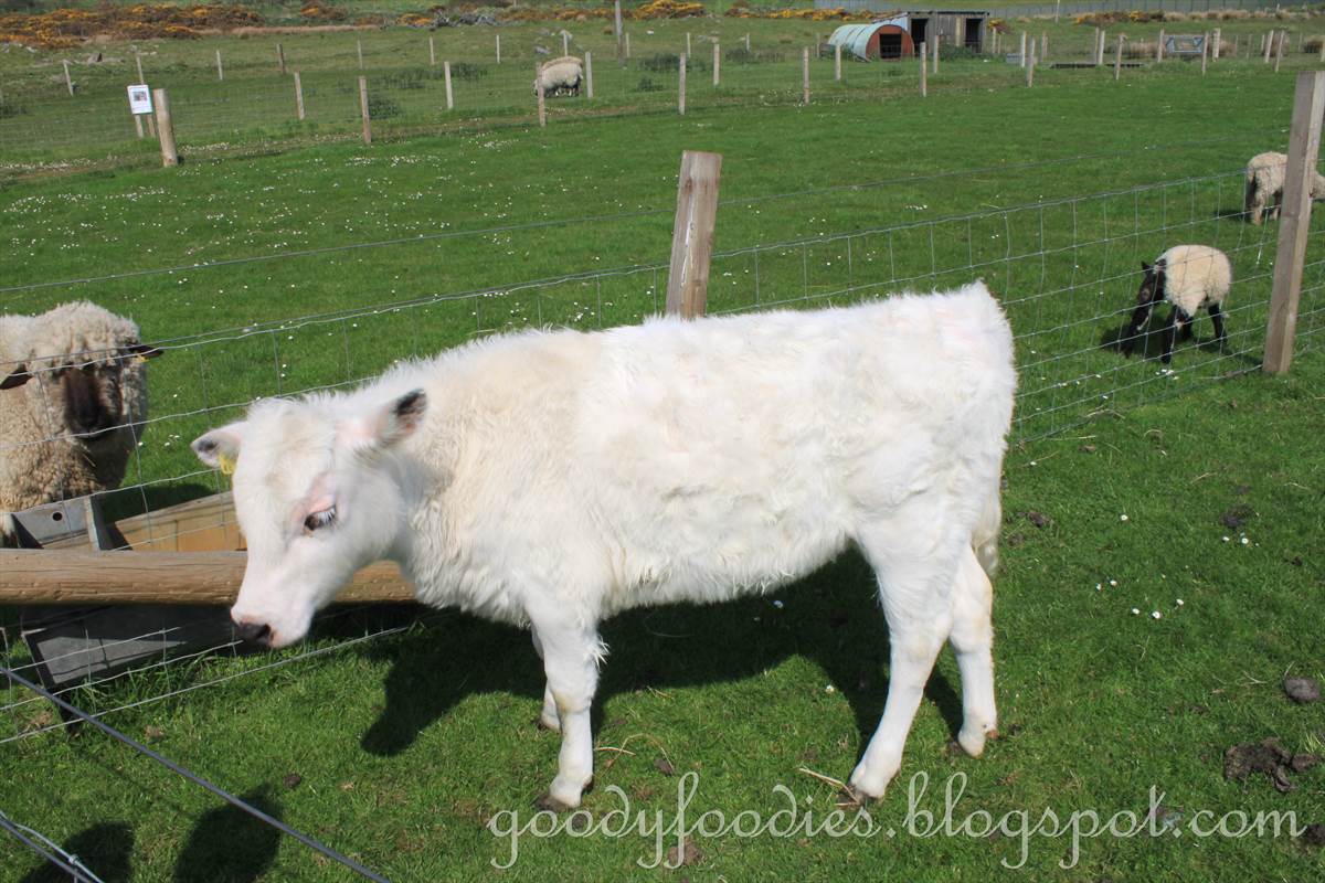 GoodyFoodies: Kids Fun: Doonies Farm, Aberdeen, Scotland