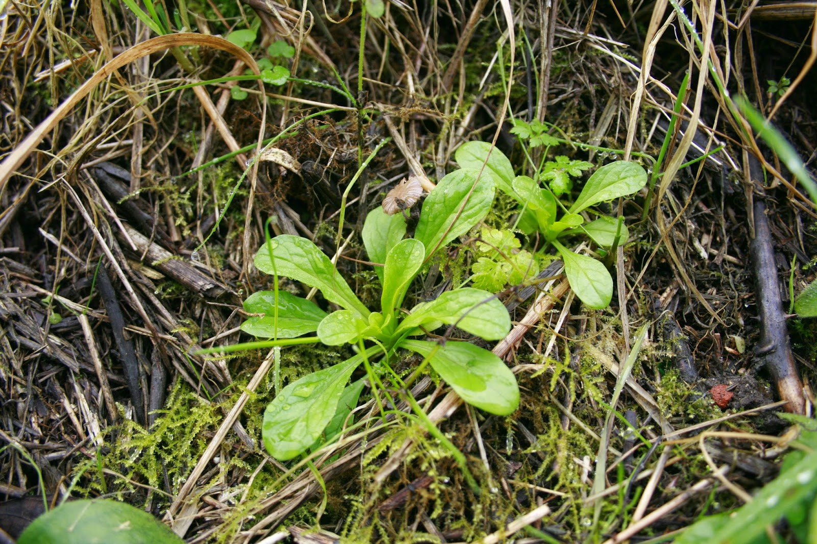 Le biotope de la mâche.