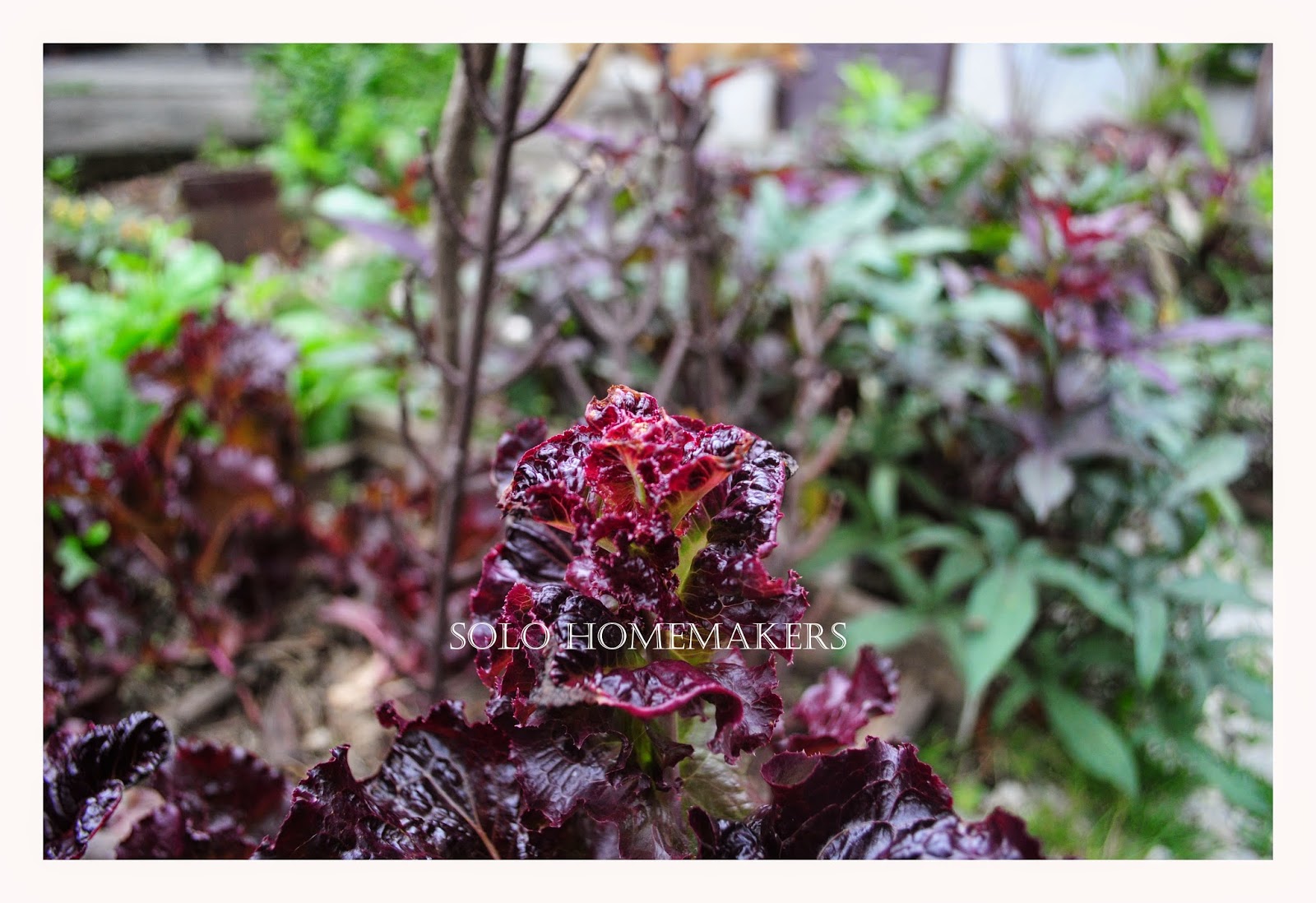 The Solo Homemakers: Garden Project 1- Growing Black Rose Lettuce