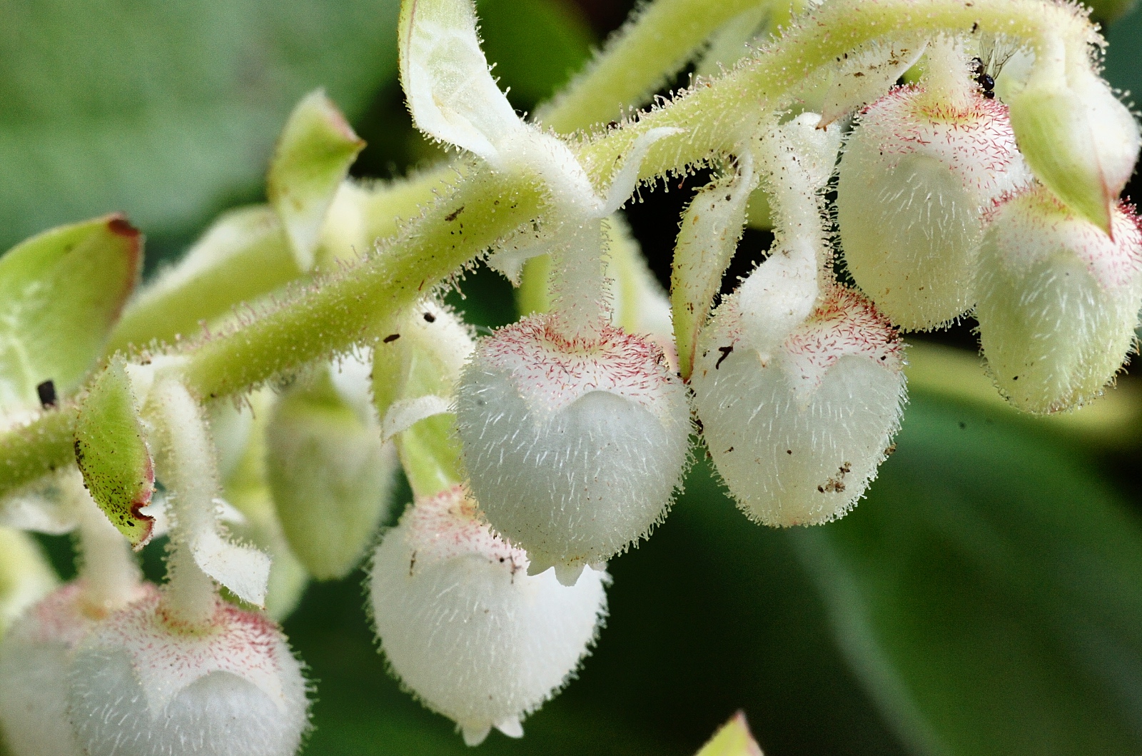 Victoria Daily Photo: Salal (Gaultheria shallon)