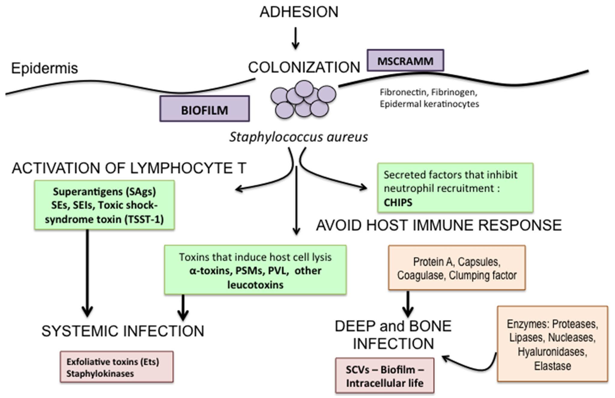 Merlins Micro World: Staphylococcus aureus - Pathogenicity