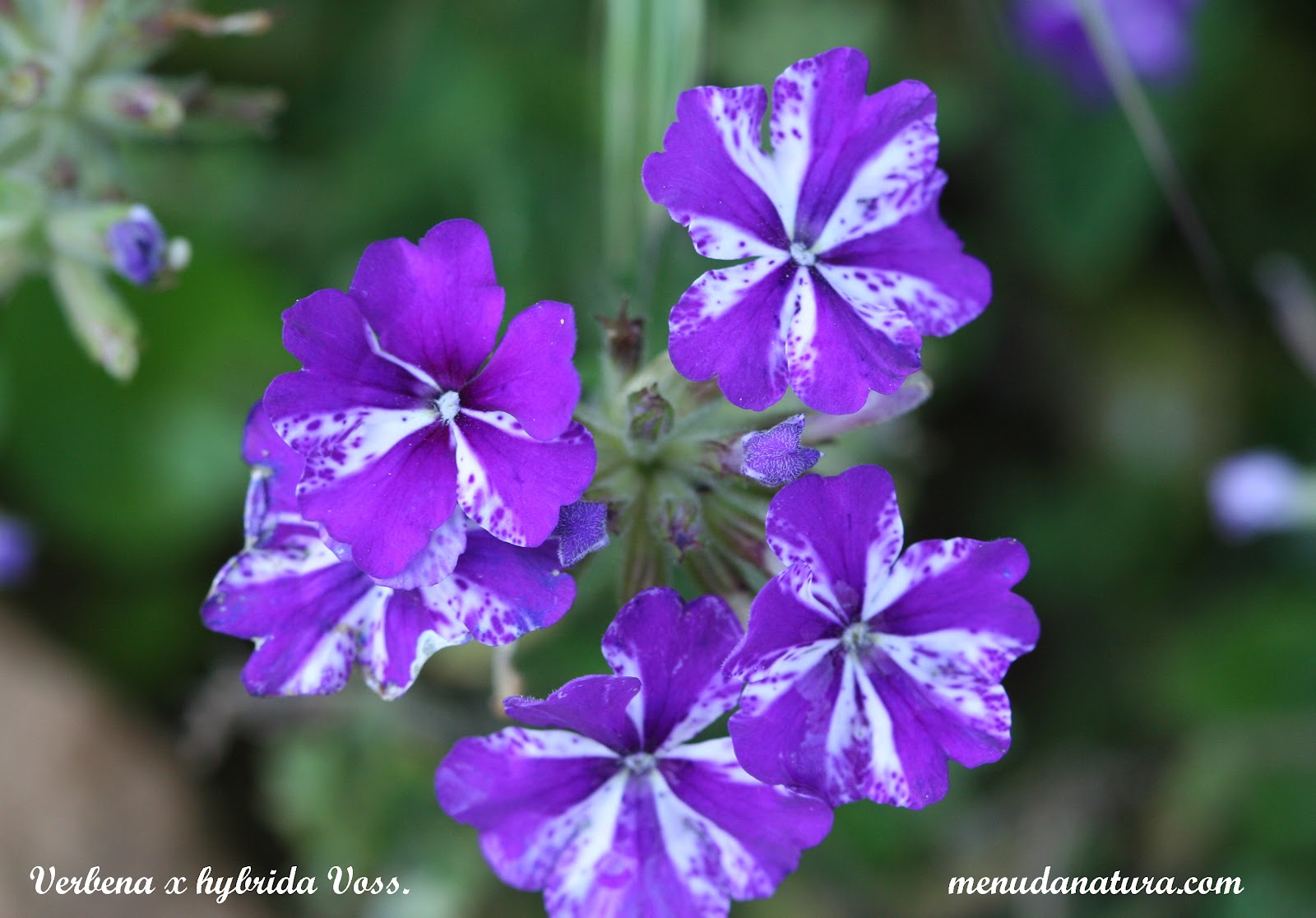 El Jardí de Menuda Natura: Berbena. Verbena