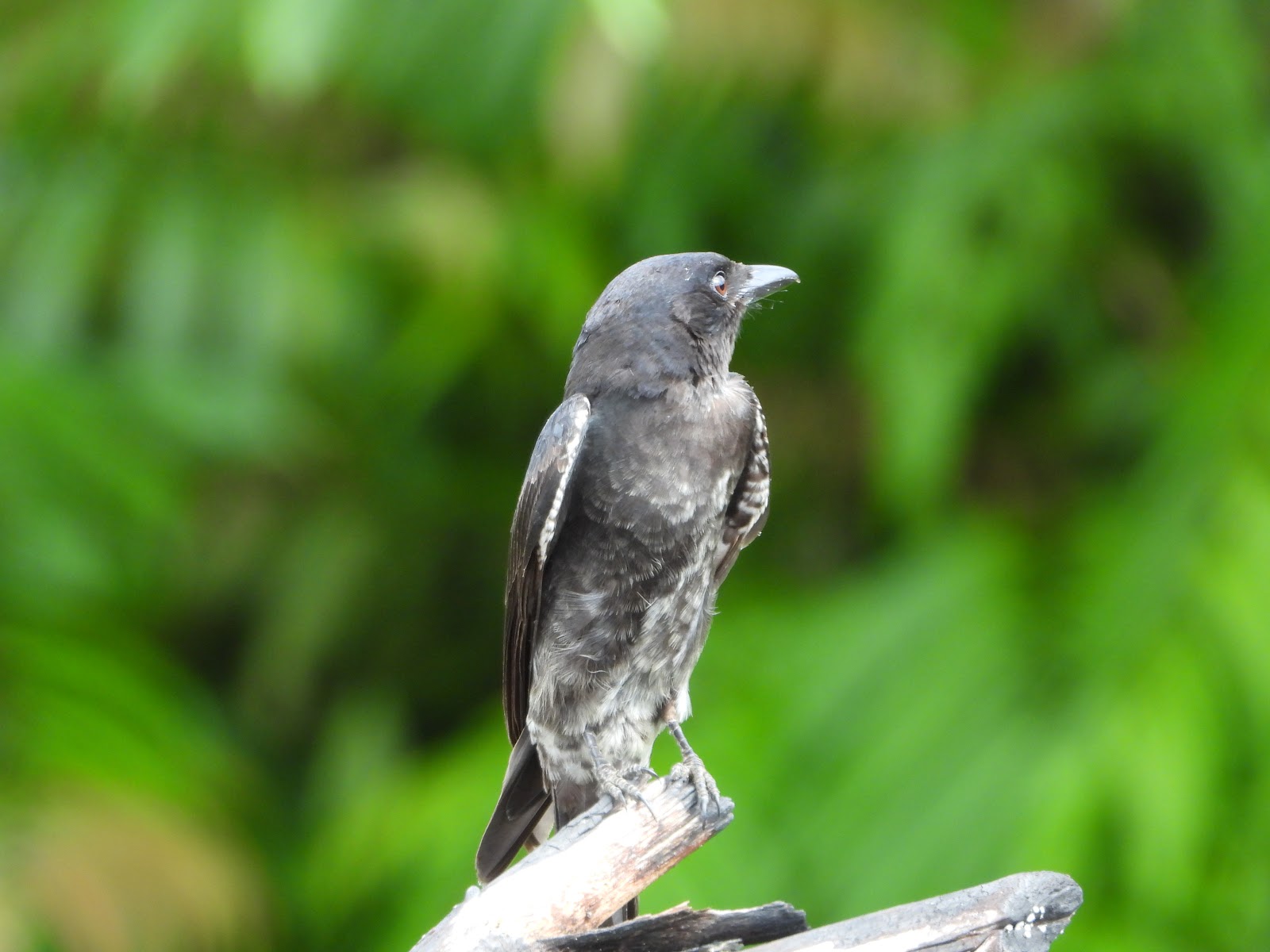 Mike is the name Birding is the game ( Birding in Malaysia - Malaysian ...