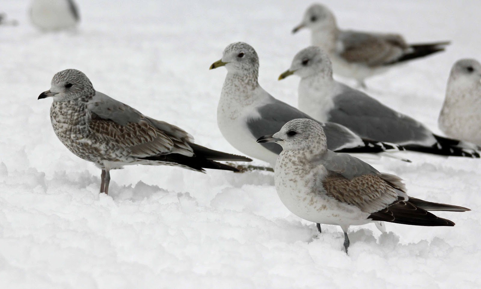 OSLO BIRDER: Snow and Gulls