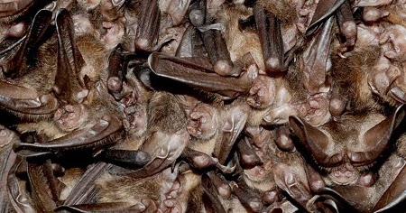 How to tell torpor from hibernation