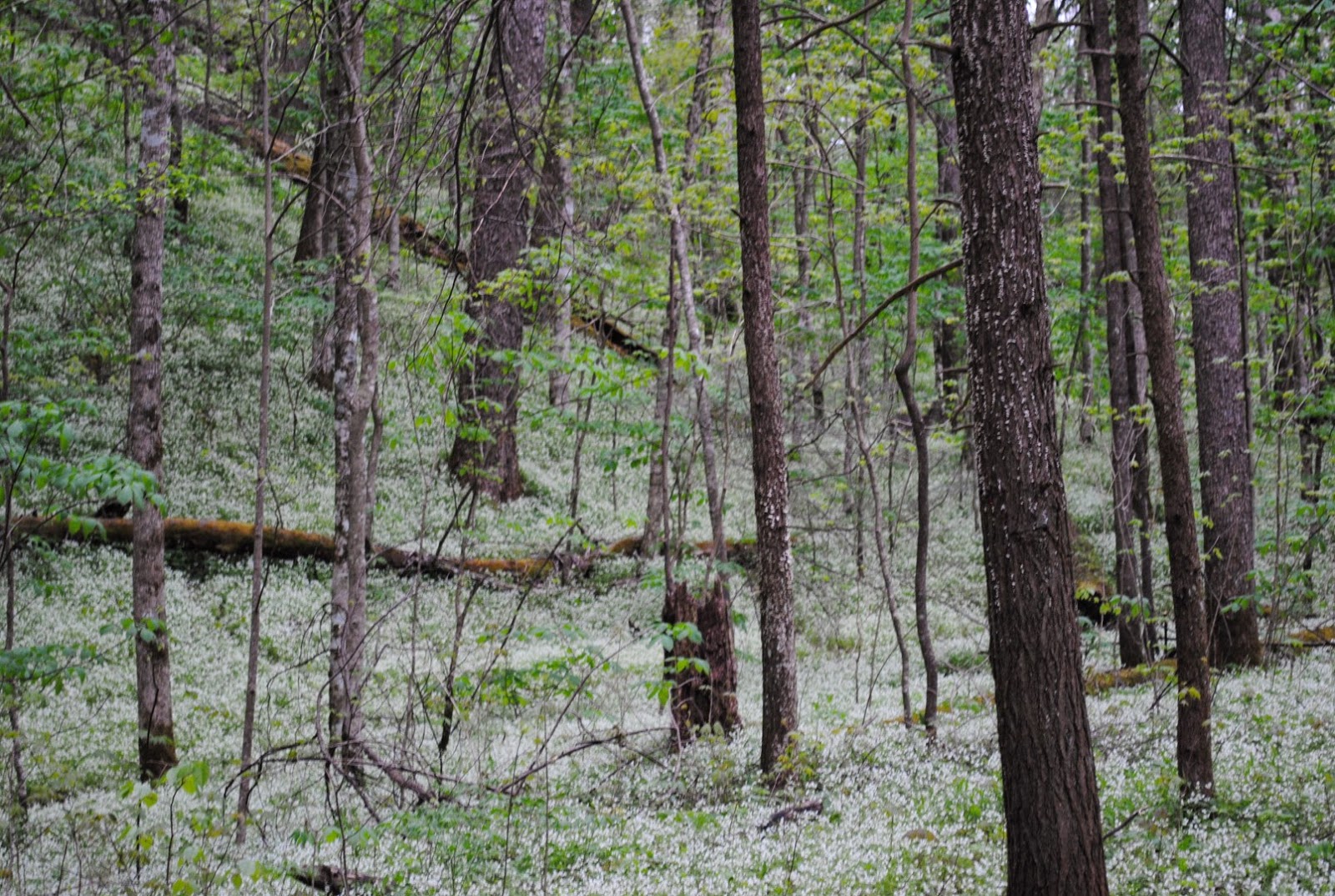 West Virginia Native Wildflowers-The Big Year, 2013: Smoky Mountain ...
