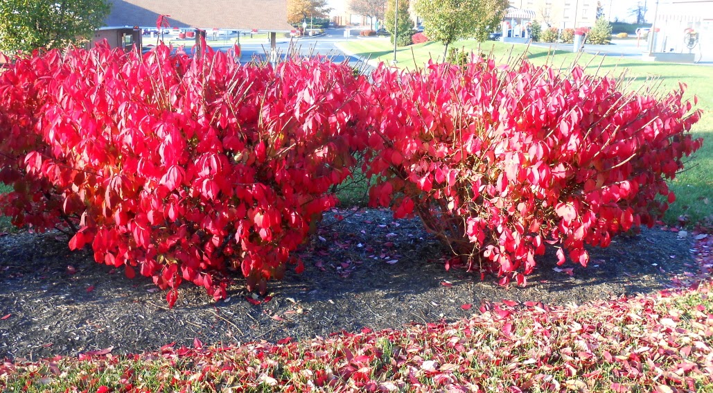 Pennsylvania & Beyond Travel Blog: Late Fall Foliage in Central ... Pennsylvania & Beyond Travel Blog: Late Fall Foliage in Central ...