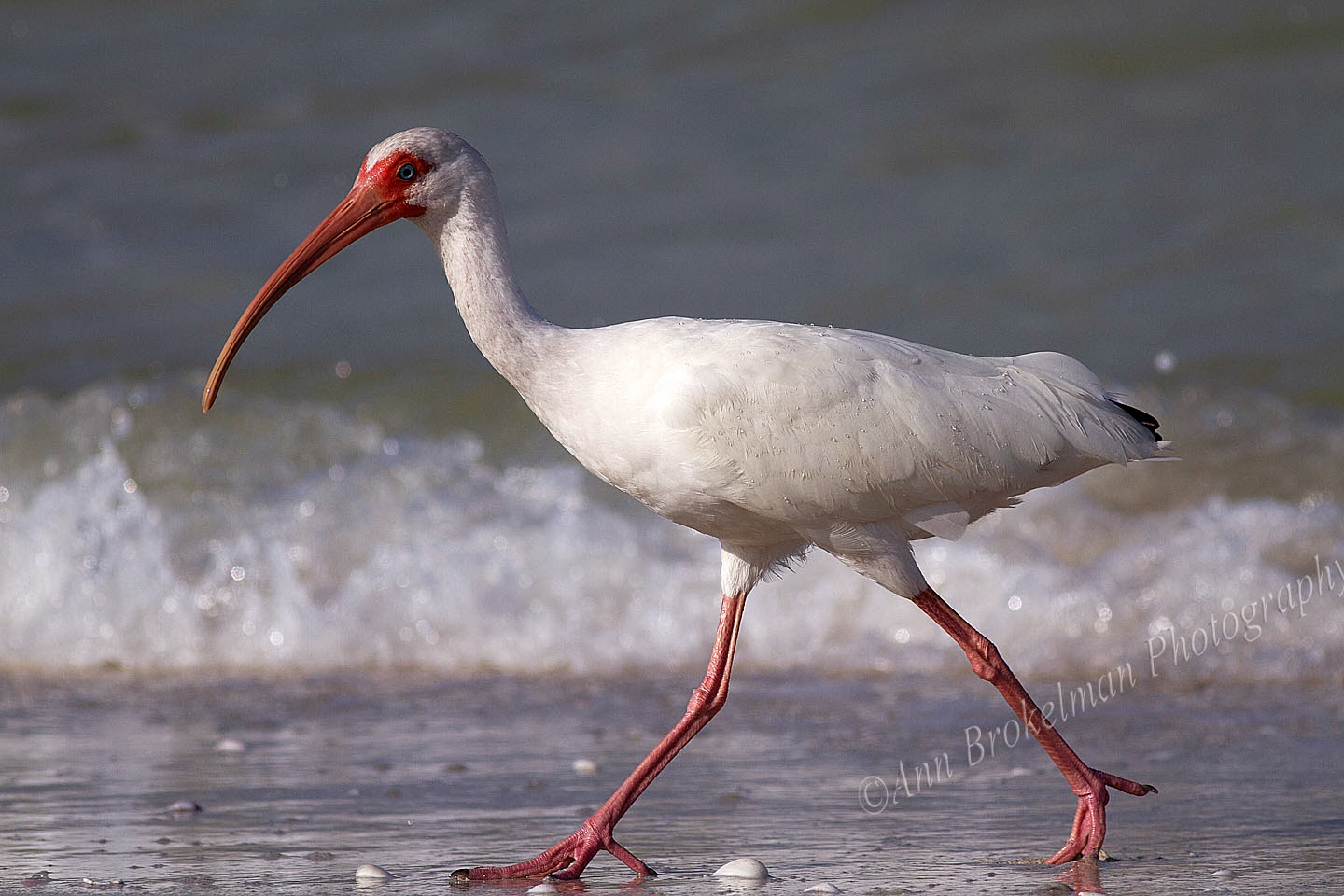 Ann Brokelman Photography: White Ibis in Florida 2014