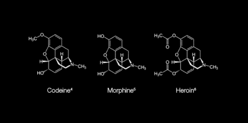 La codéine : Purple (drank), la nouvelle couleur du cerveau des jeunes