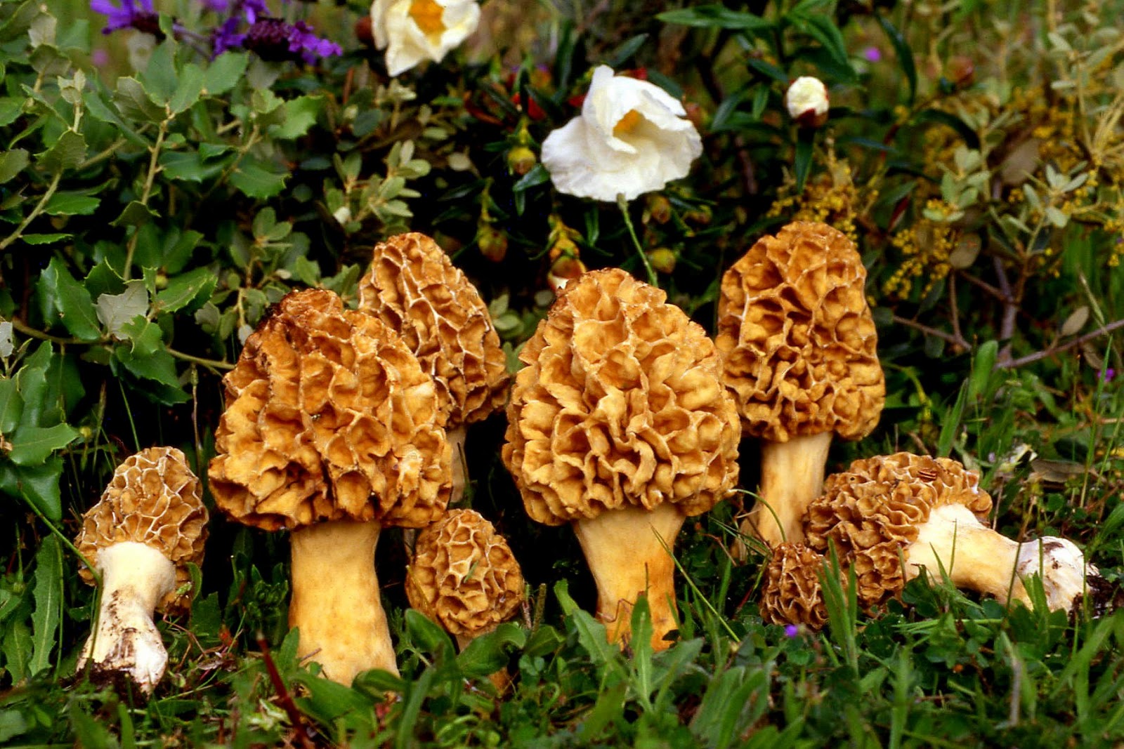Setas Extremadura : Morchella Esculenta