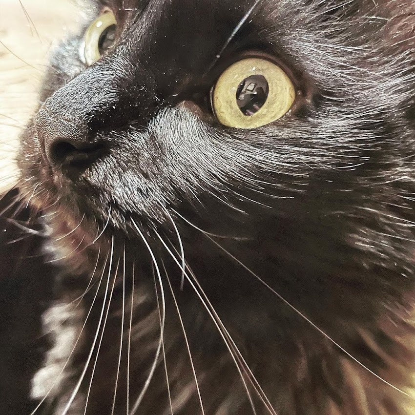 17 Funny Black Cat Photos And Pics To Keep You Up That Didn't Fail To ...