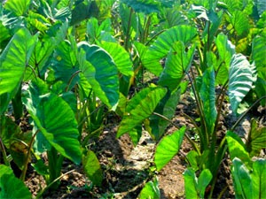 INTERCAMBIO DE SEMILLAS: SEMILLAS QUE TENGO O PUEDO CONSEGUIR, PARA ...