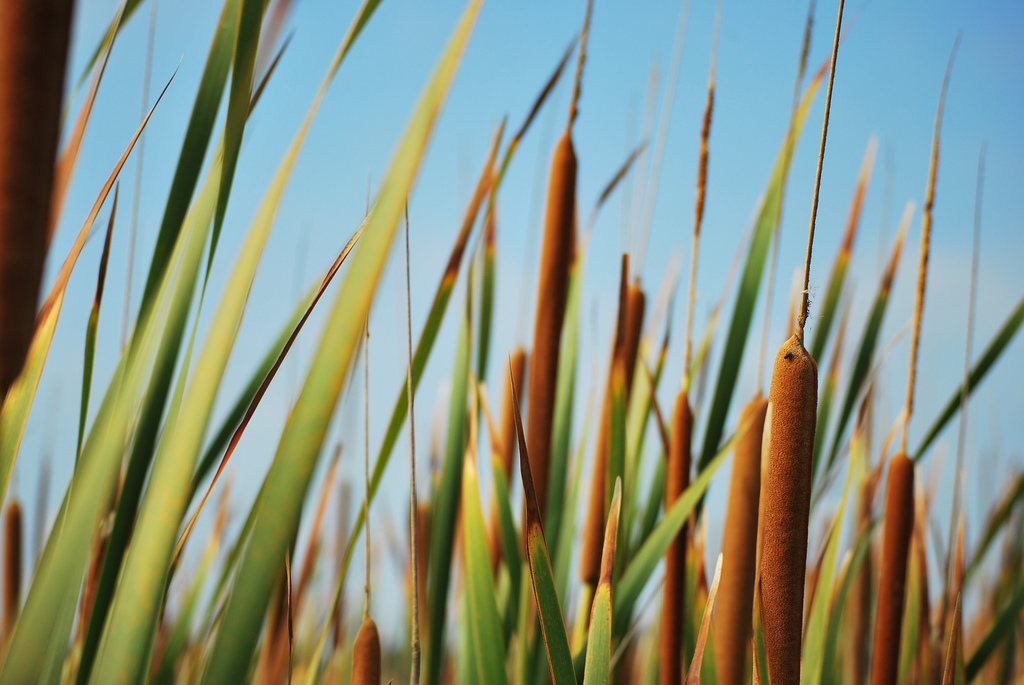 Cultura Guaraní: Leyenda del Junco