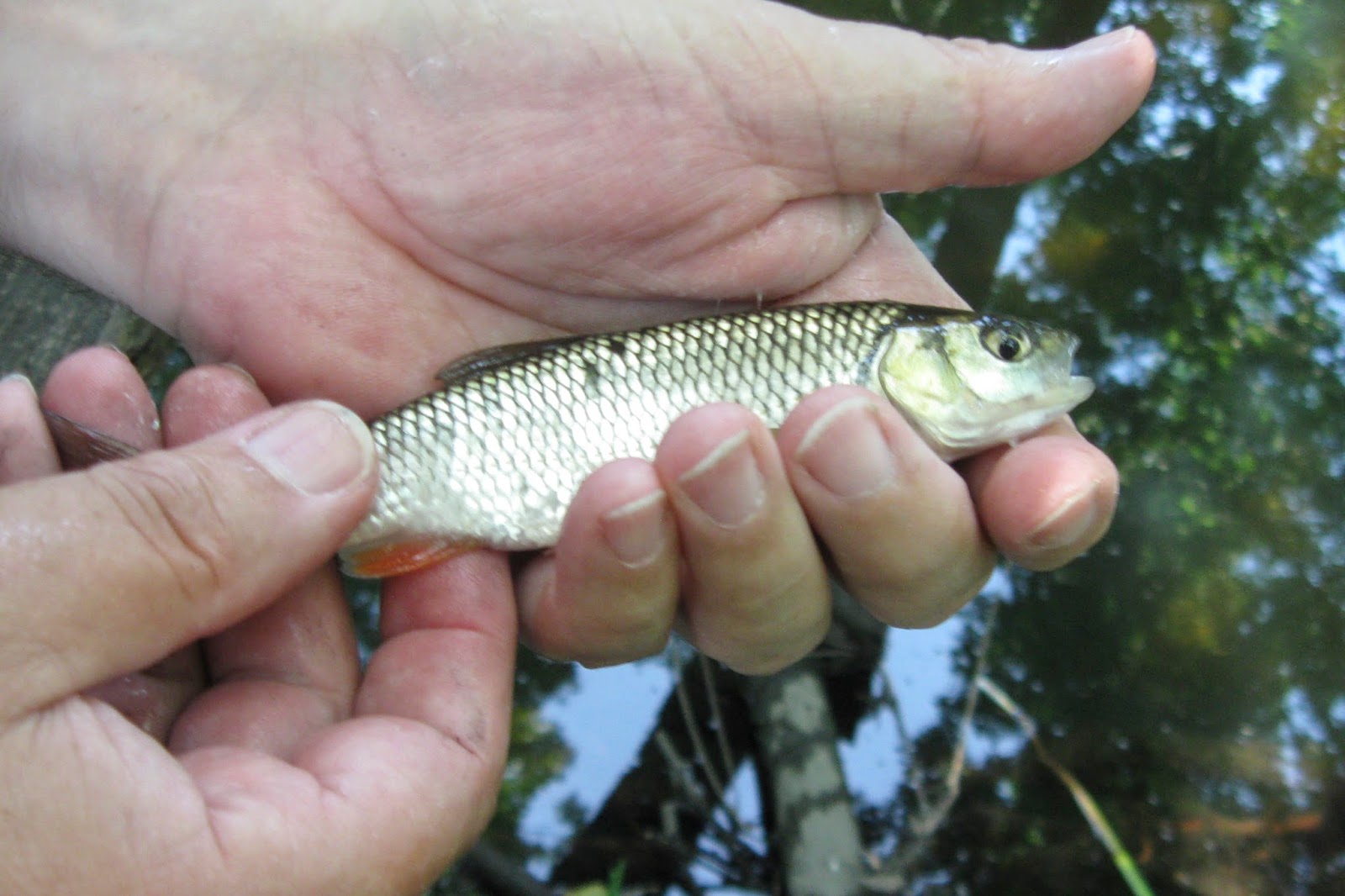 How to drown maggots : Urban fishing