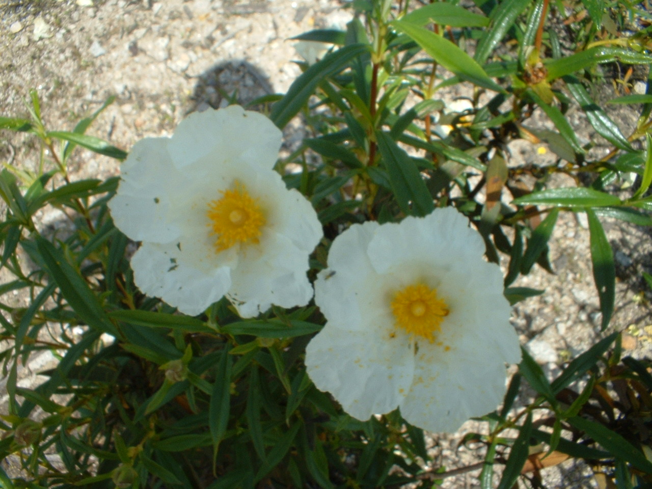 Viva VALE DA CARREIRA, aldeia de Proença-a-Nova!: As Flores de Esteva e ...