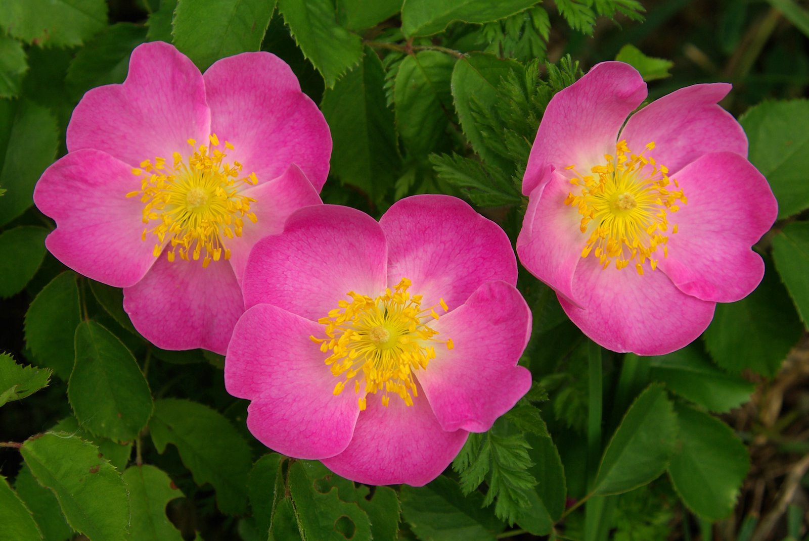 Flowerpedia: Rosa Gallica