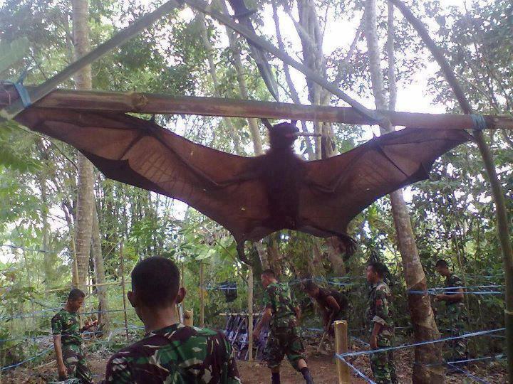 Amazing Magazine Giant Golden Crowned Flying Fox