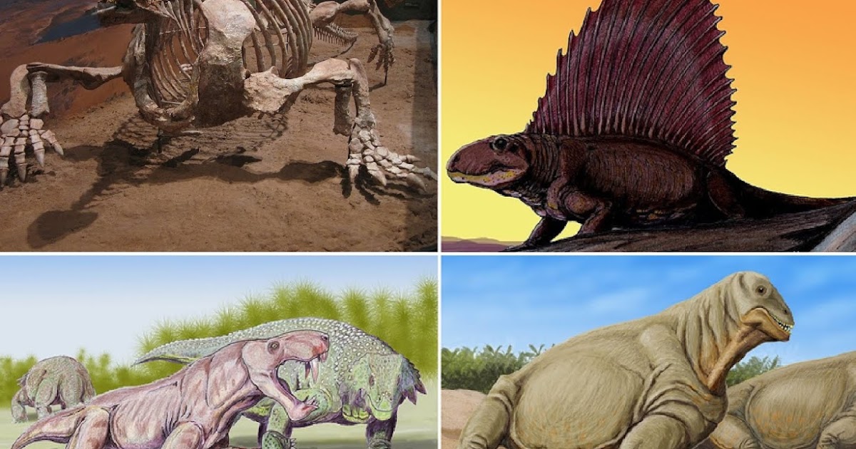 Mammallike Reptiles – Synapsida