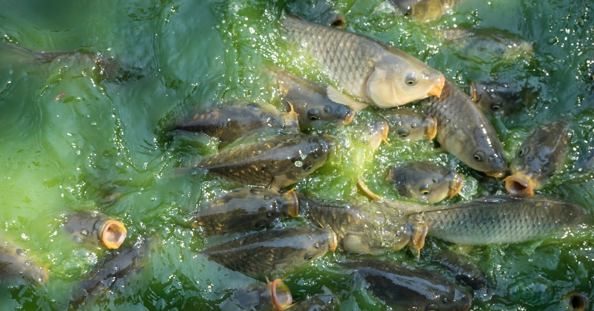 Feeding on common carp rearing aquaculture - fish-hobbyist
