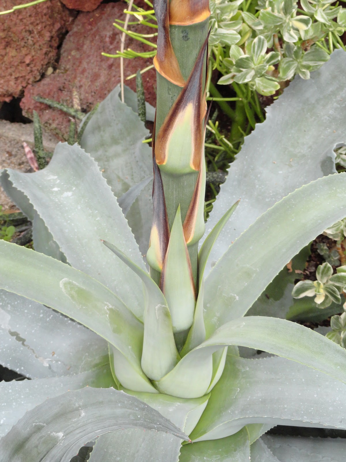 danger garden: Again with the nursery diversion…