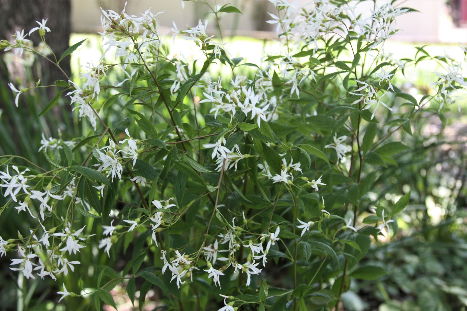 Gillenia trifoliata, Indian Physic, Bowman's Root Porteranthus, fawn's ...